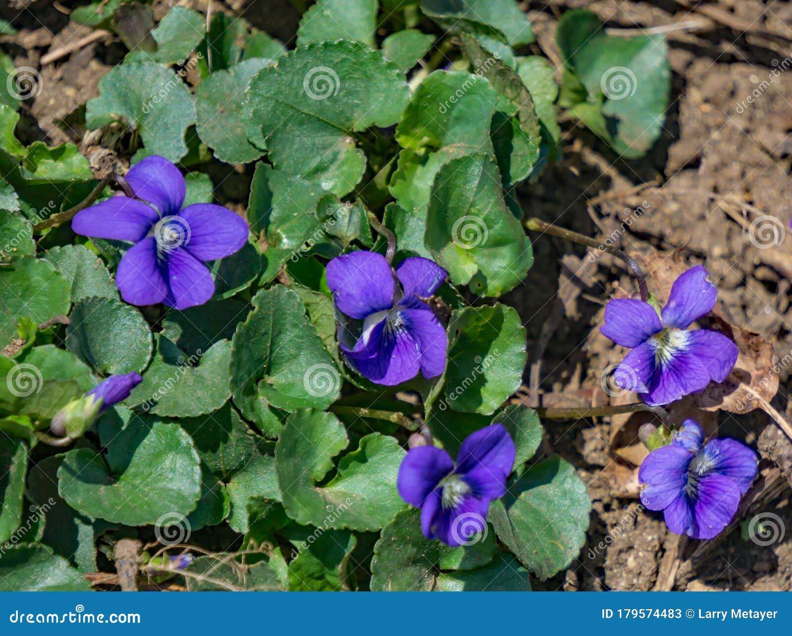 Group of Common Blue Violet Stock Image - Image of foliage, flowers ...