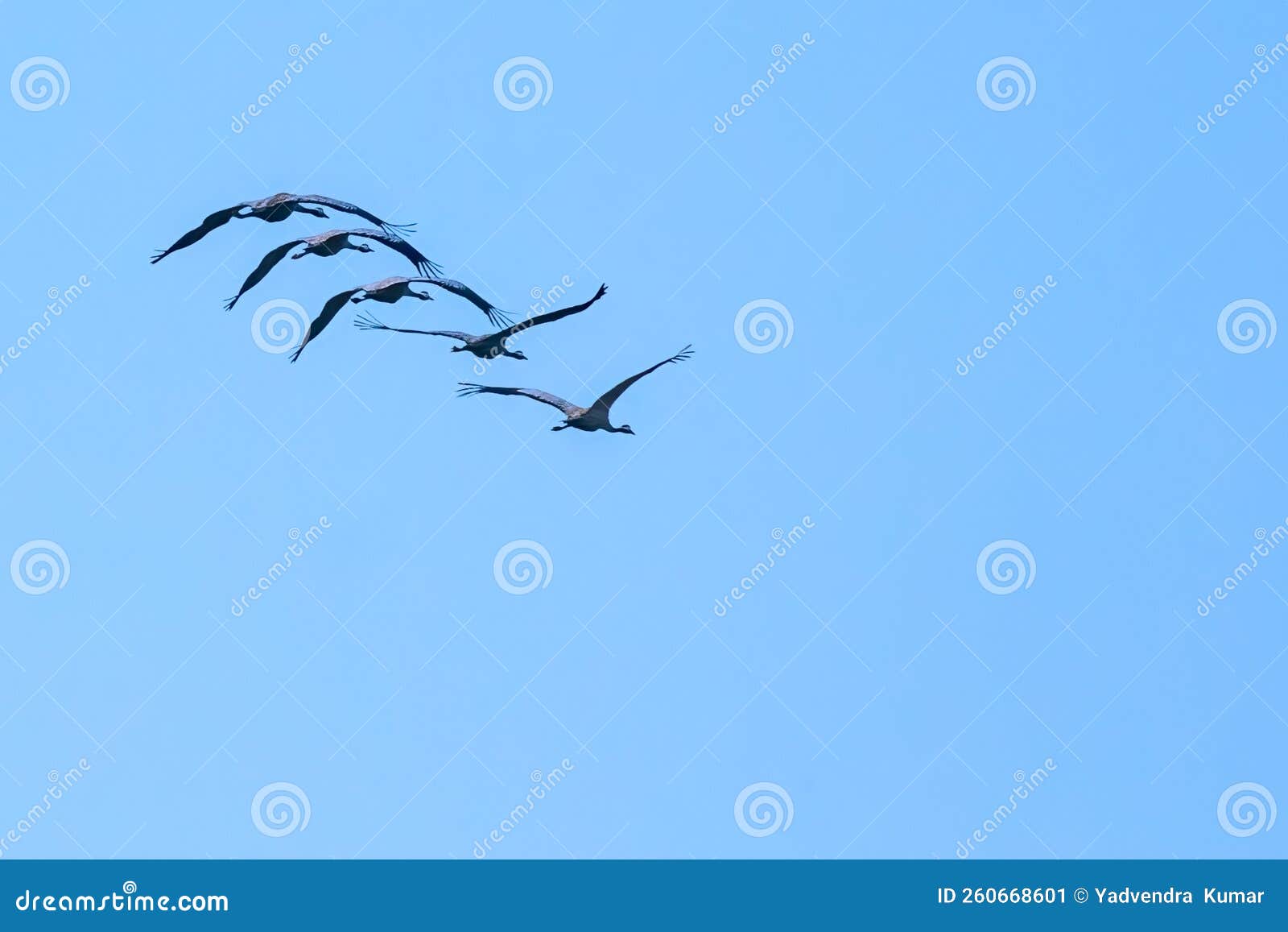 A Group of Common Cranes Flying Stock Image - Image of wings, land ...