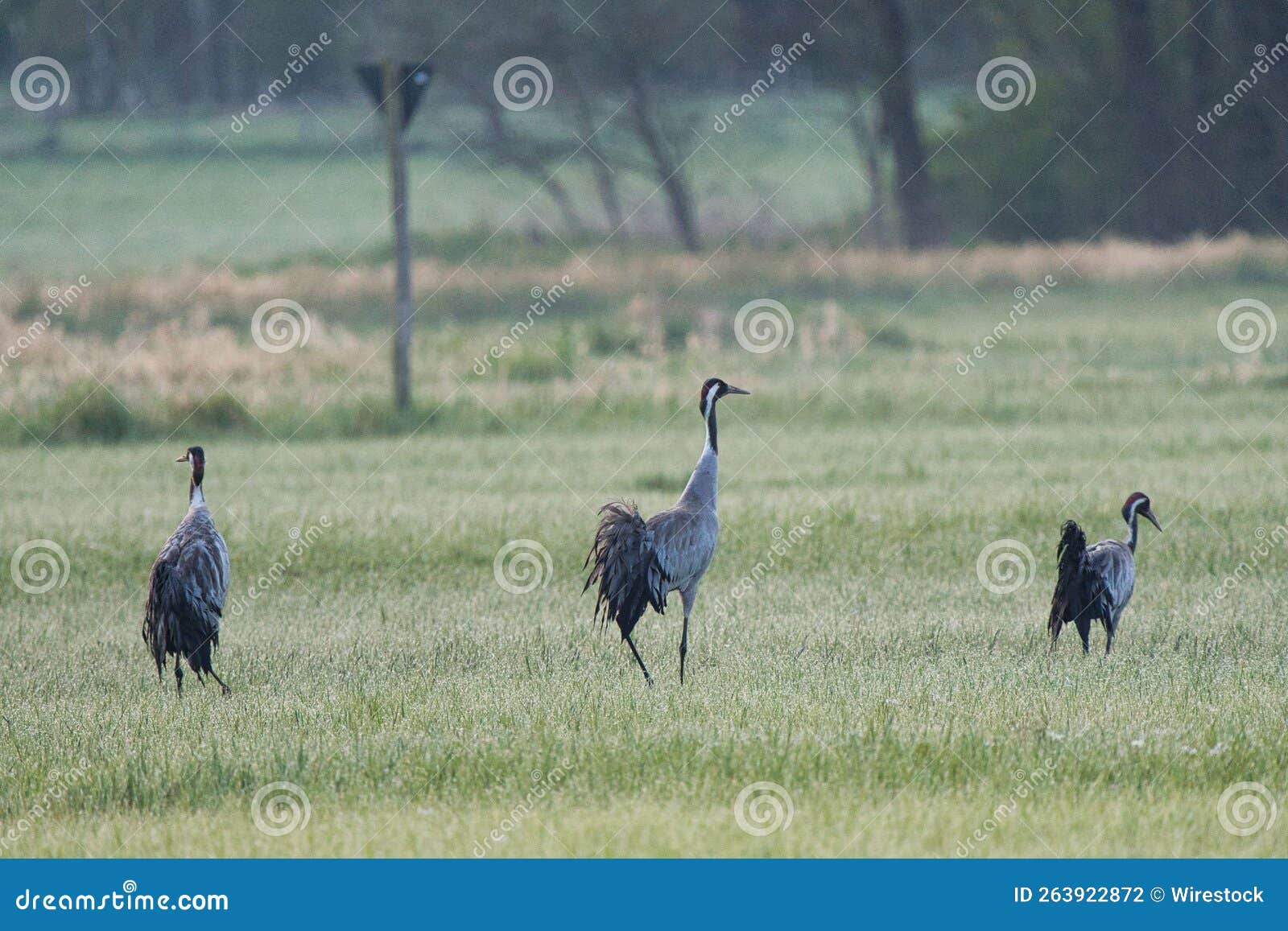 Group of Common Cranes Standing in a Field with Green Grass Stock Photo ...