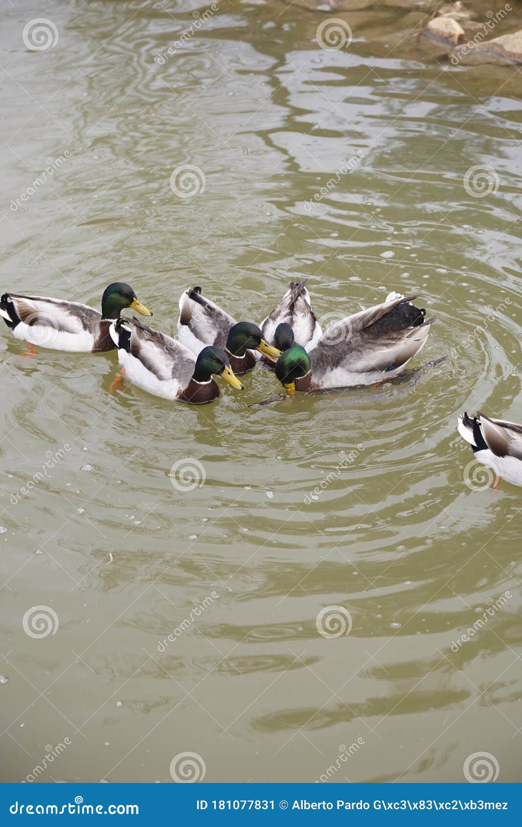 Group of Common Ducks Outdoors Stock Image - Image of group, flight ...