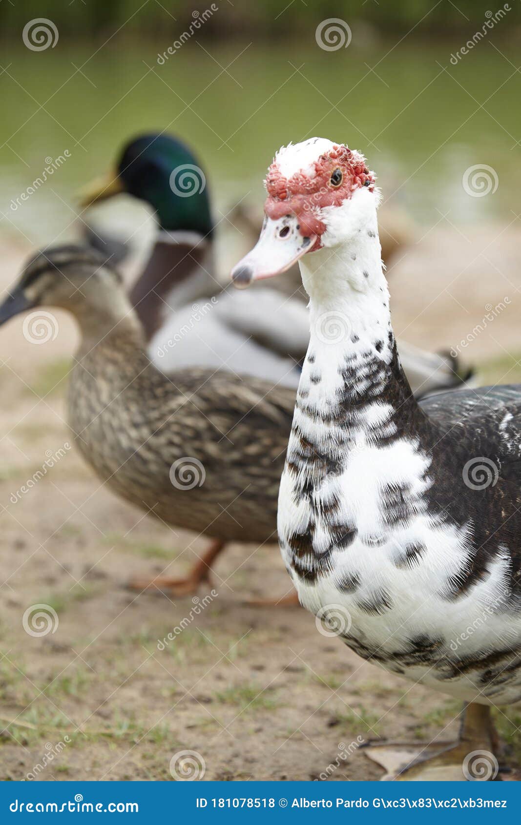 Group of Common Ducks Outdoors Stock Photo - Image of aquatic ...