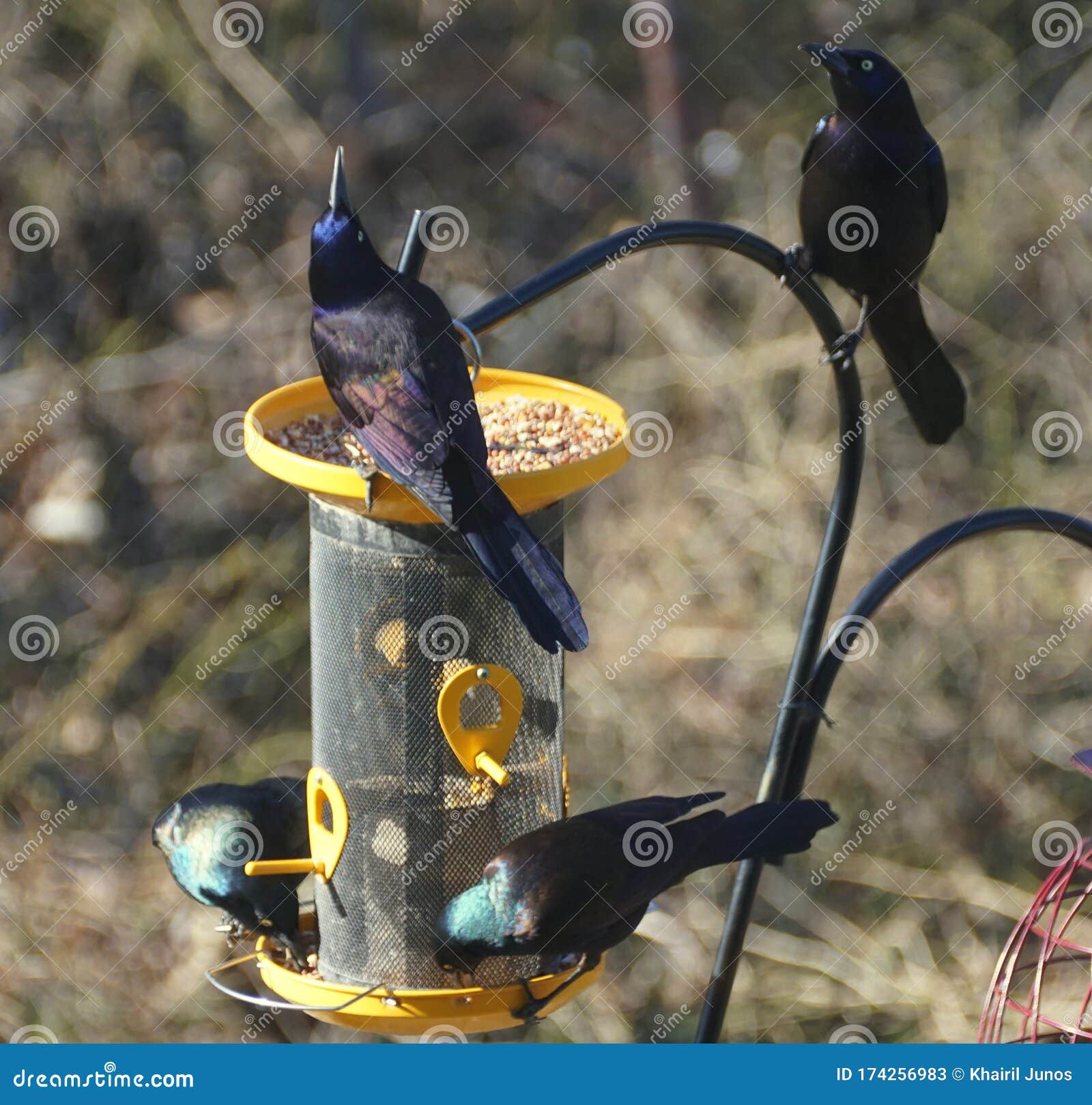 A Group of Common Grackle Eating Seeds on the Bird Feeder Stock Image ...