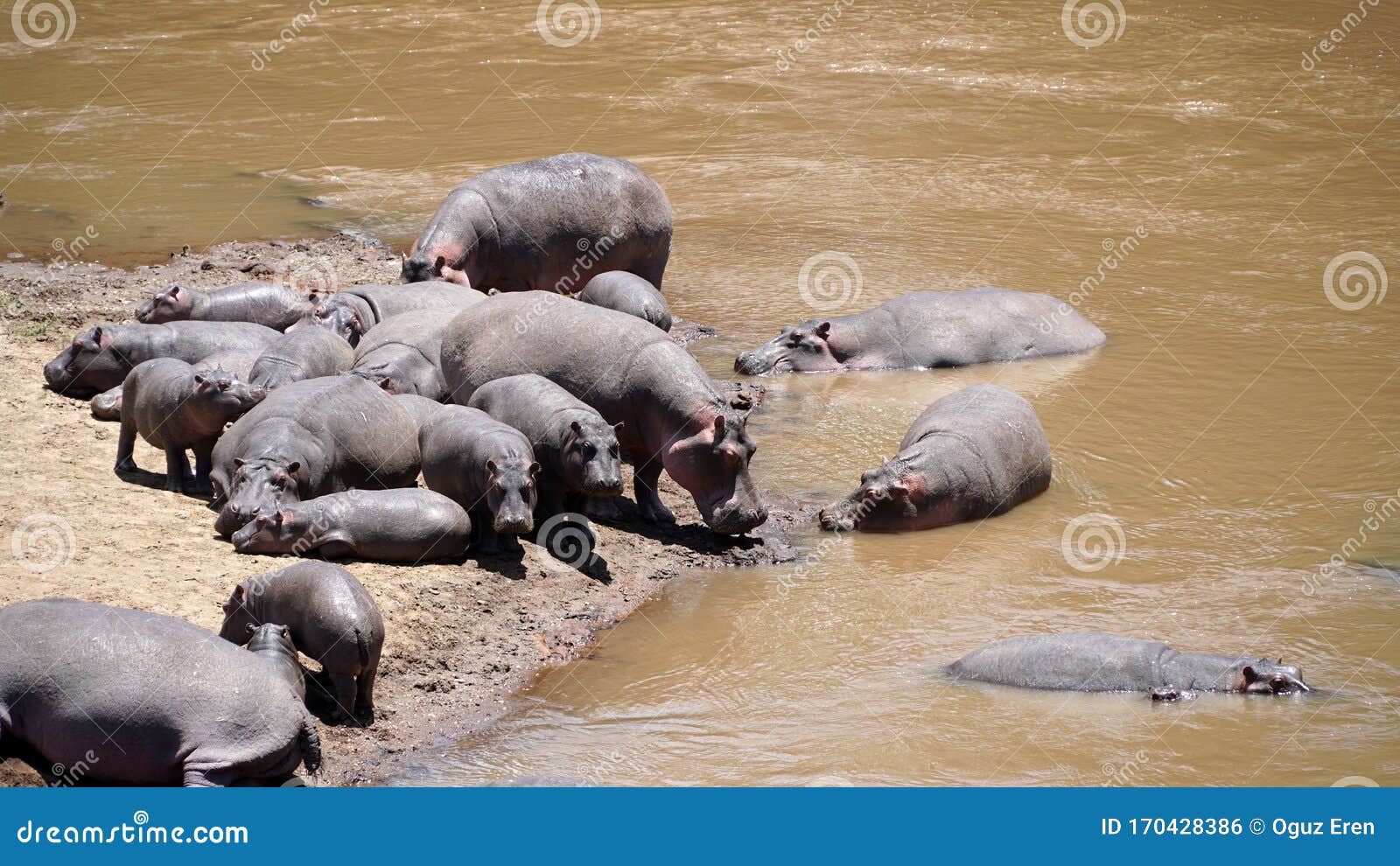 A Group of Common Hippopotamus or Hippo in the River Stock Photo ...