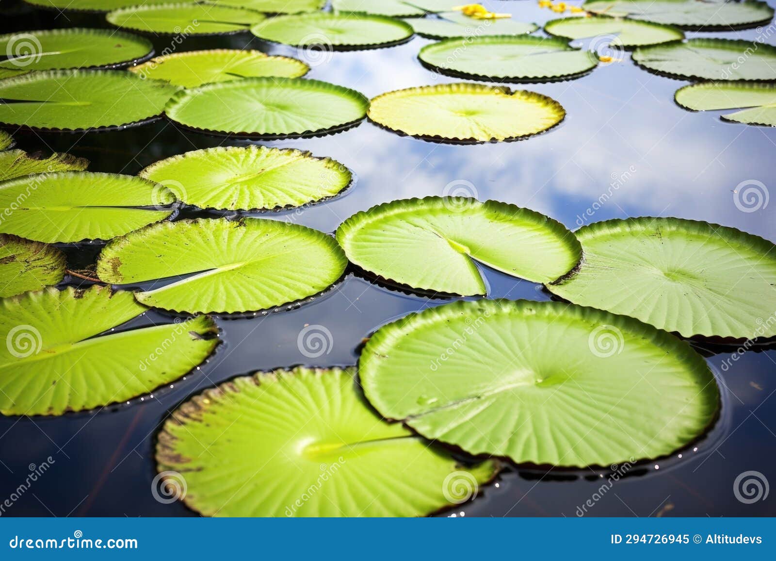 A Group of Common Lily Pads in a Pond Stock Image - Image of flora ...