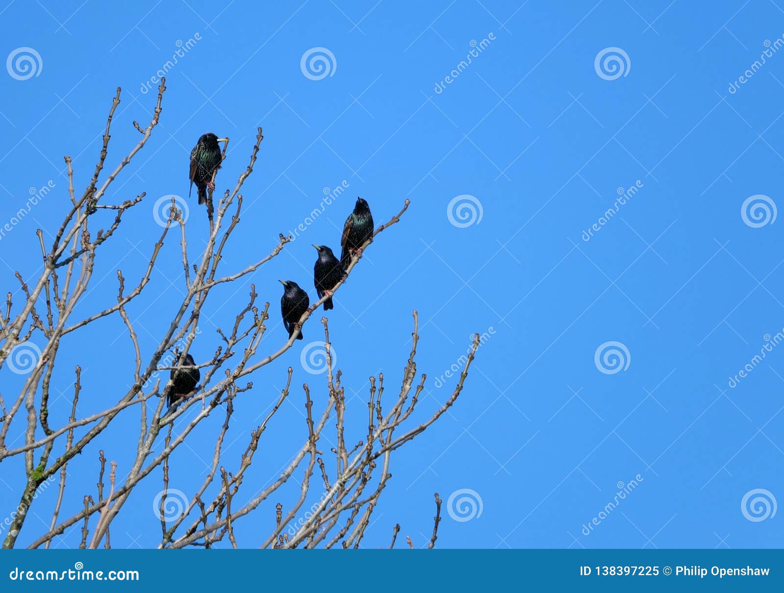 Group of Common Starlings Perched on the Branches of a Winter Tree ...