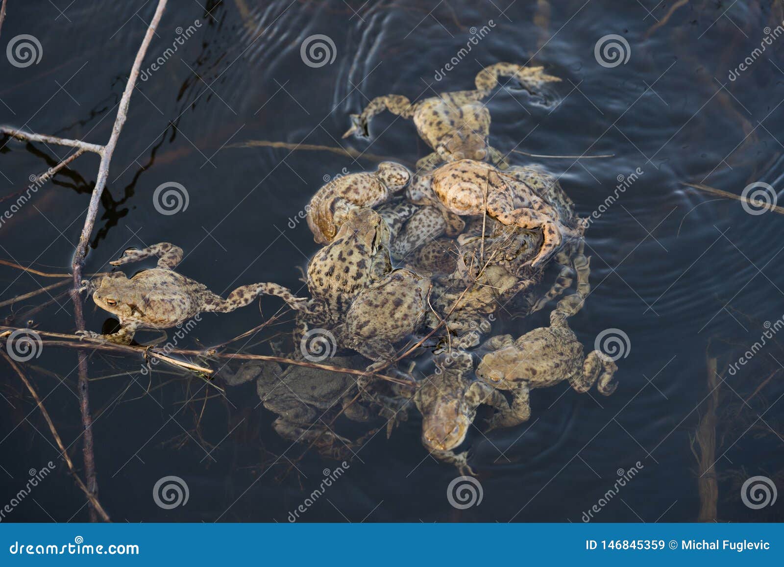 Group of Common Toads Bufo Bufo - Mating, in Czech Republic Stock Image ...