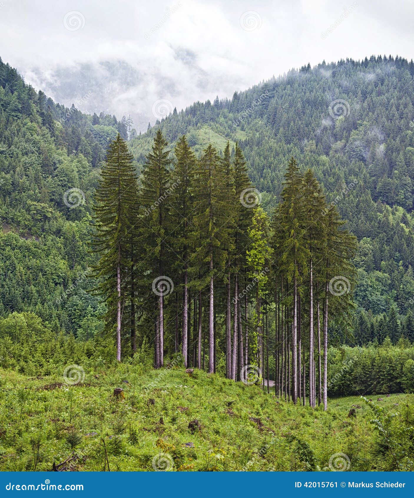 Group of Conifer Trees in Mountain Stock Image - Image of clouds ...