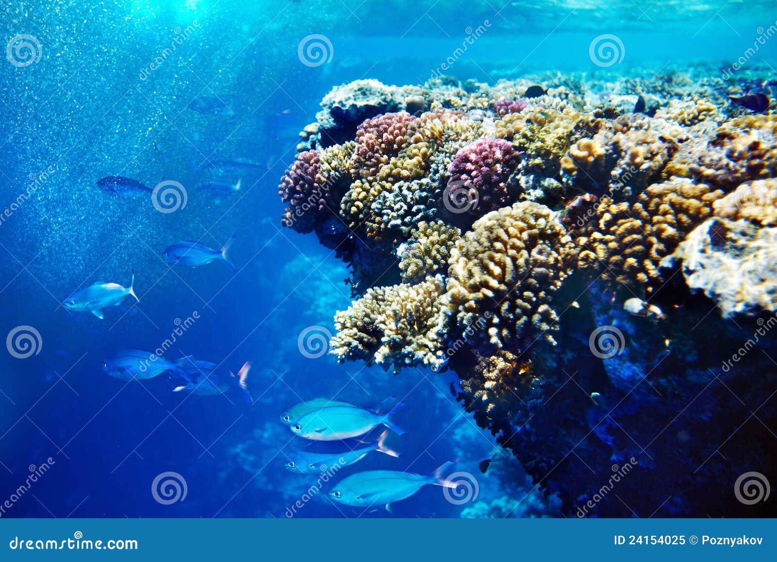 Group of Coral Fish in Blue Water. Stock Image - Image of water ...