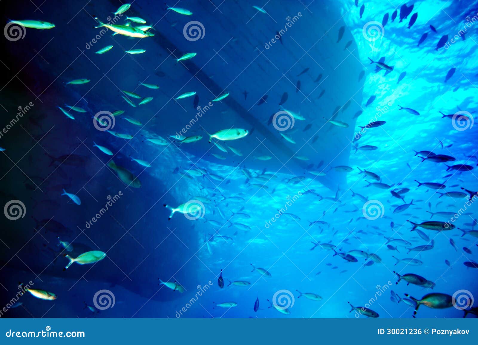 Coral fish in blue water. stock photo. Image of coral - 30021236