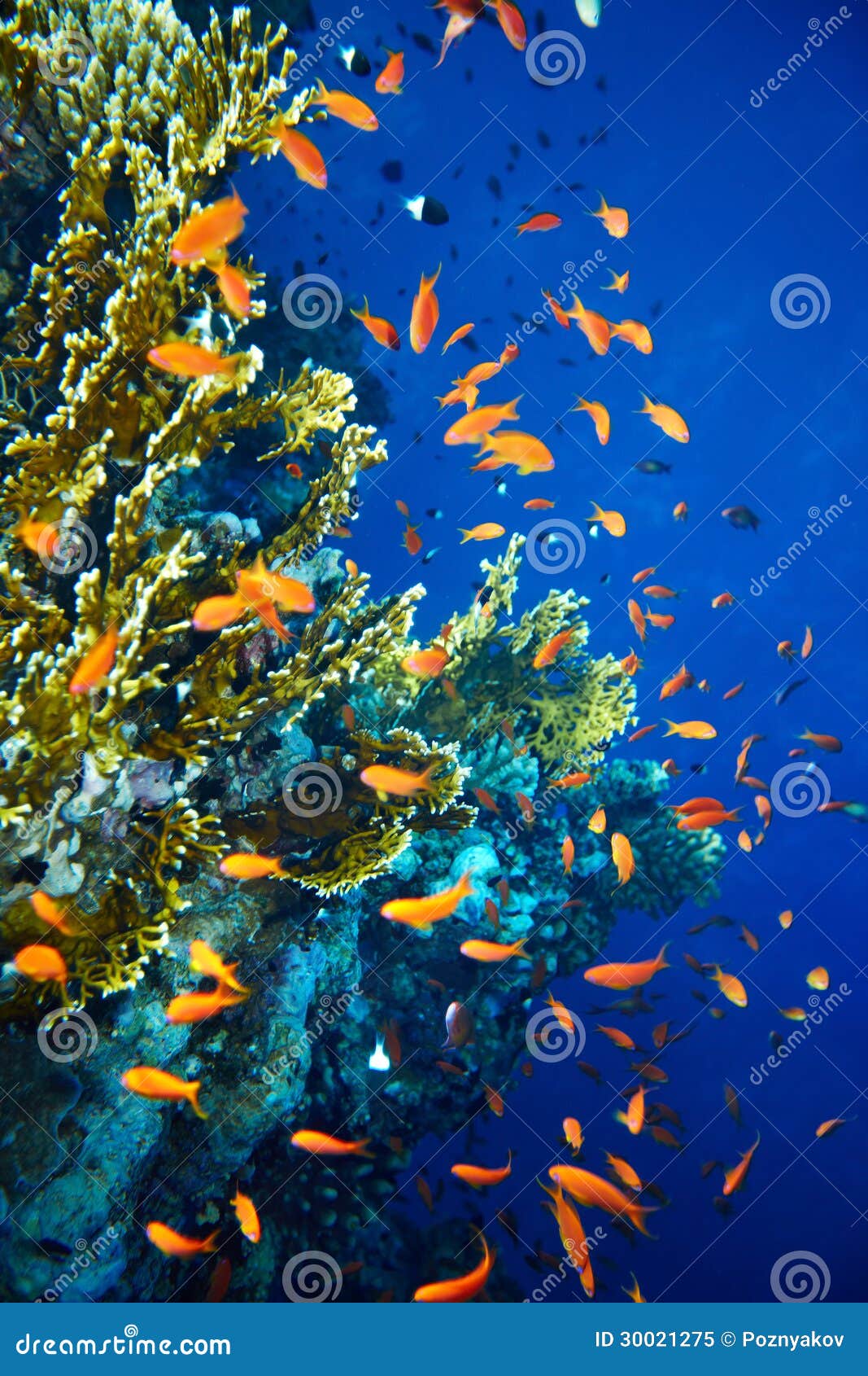 Group of coral fish water. stock image. Image of diving - 30021275