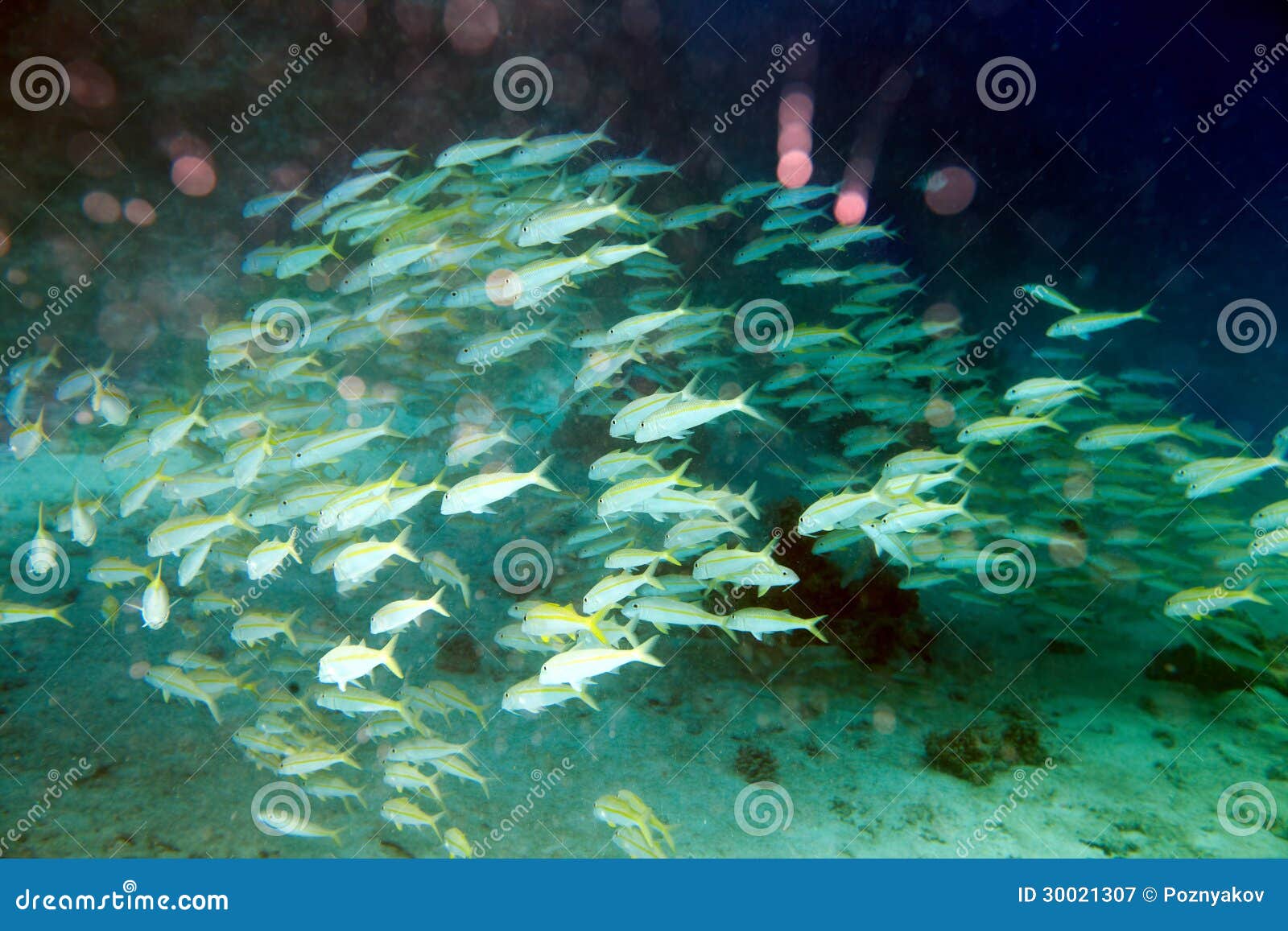 Coral fish in blue water. stock image. Image of deep - 30021307