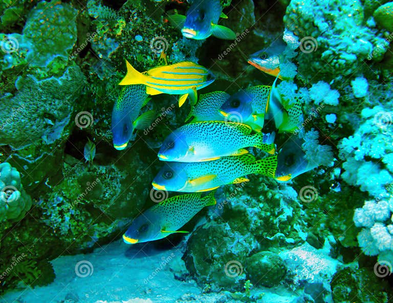 Group of Coral Fish in Water. Stock Image - Image of fish, underwater ...