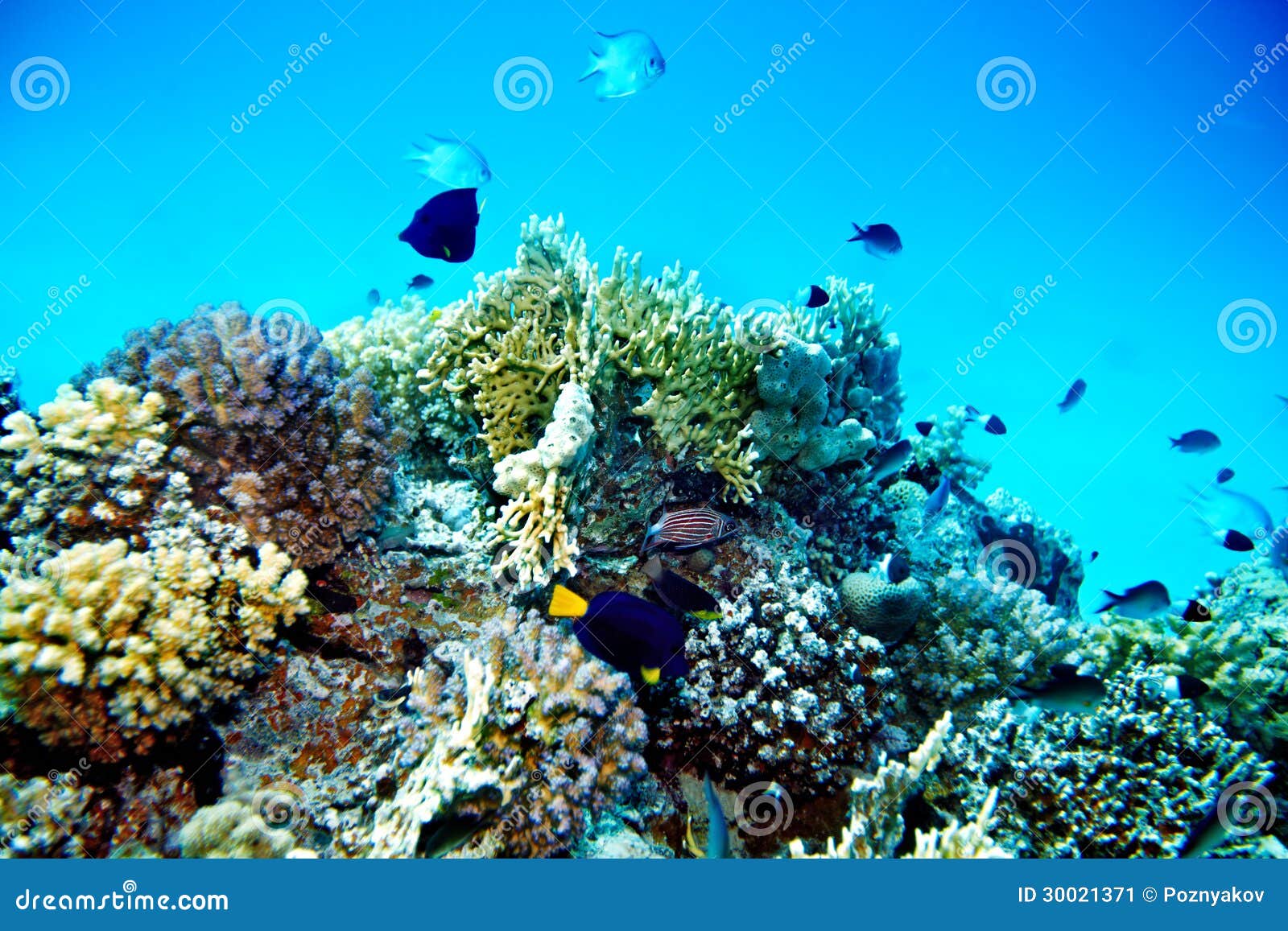 Group of coral fish water. stock image. Image of animal - 30021371