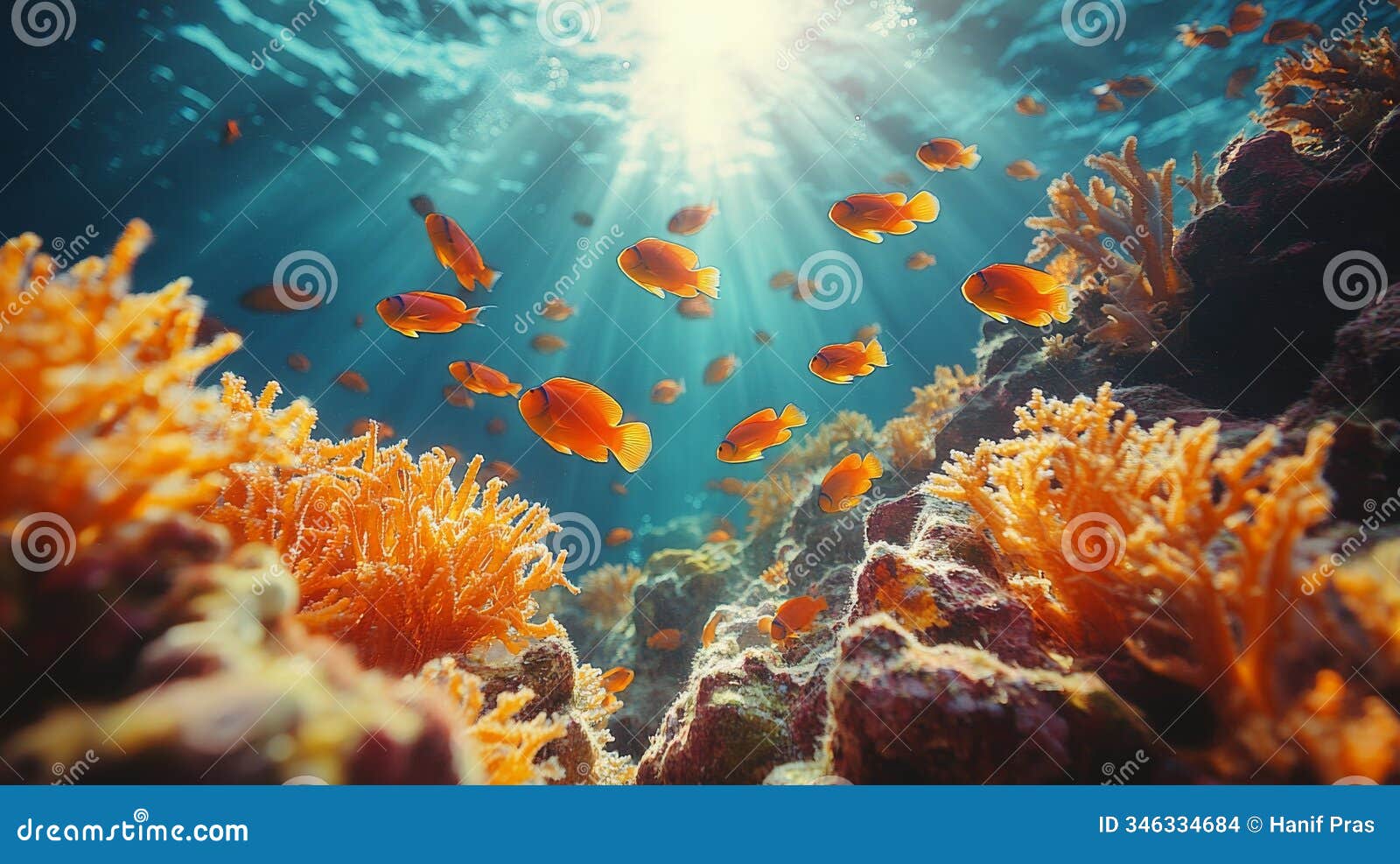 Group of Coral Fish in Blue Sea Water Stock Illustration - Illustration ...