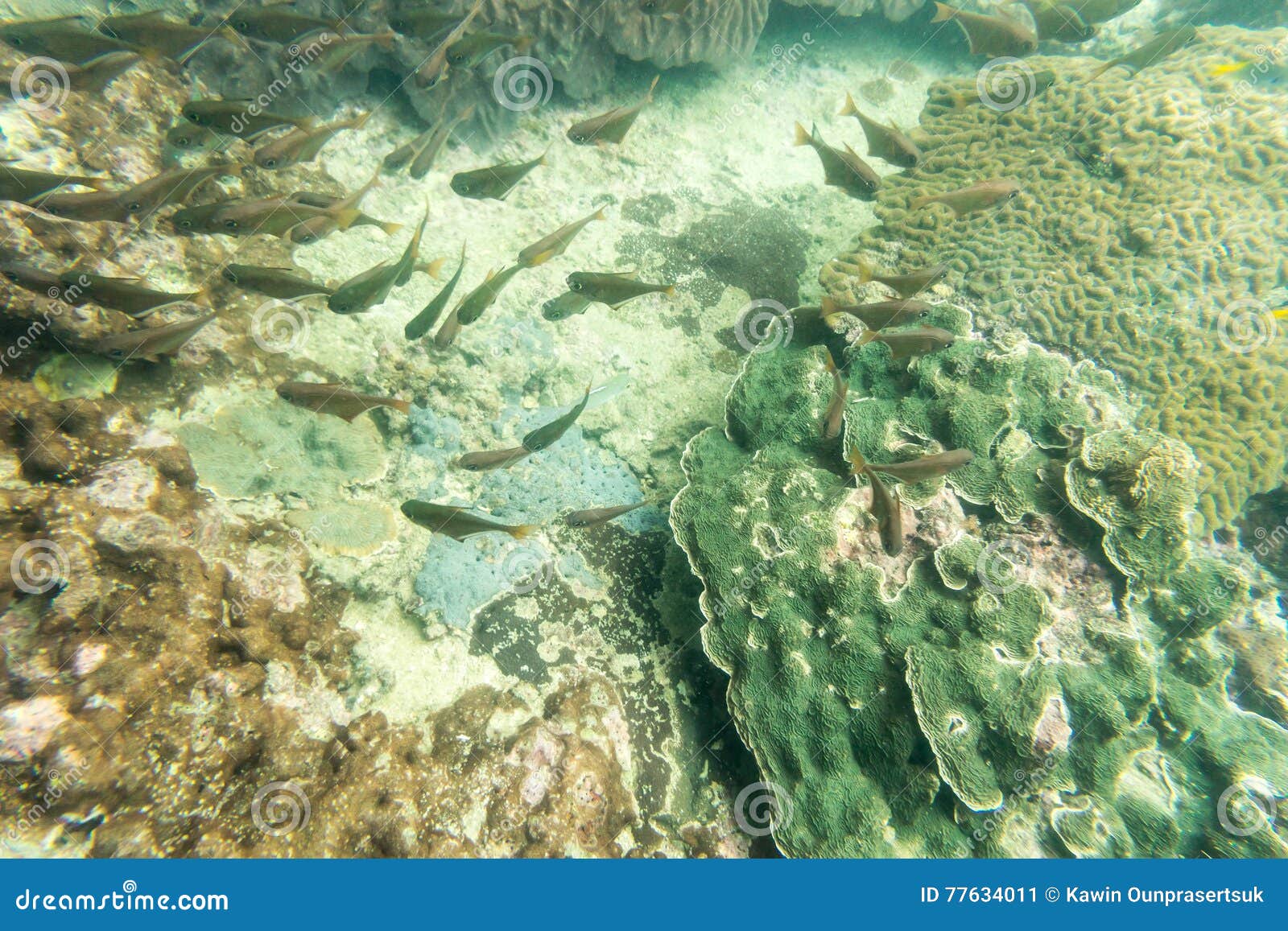 Group of Coral Fish in the Sea Stock Image - Image of fish, heap: 77634011