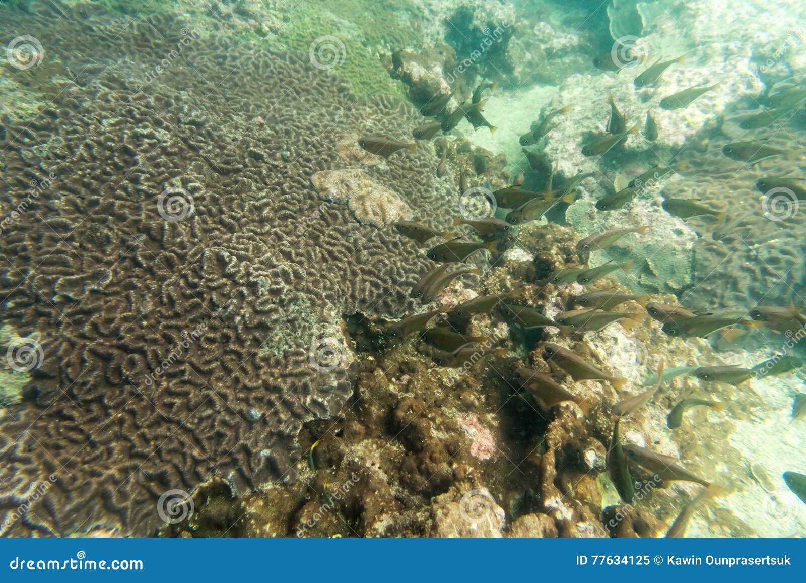 Group of Coral Fish in the Sea Stock Image - Image of reef, travel ...