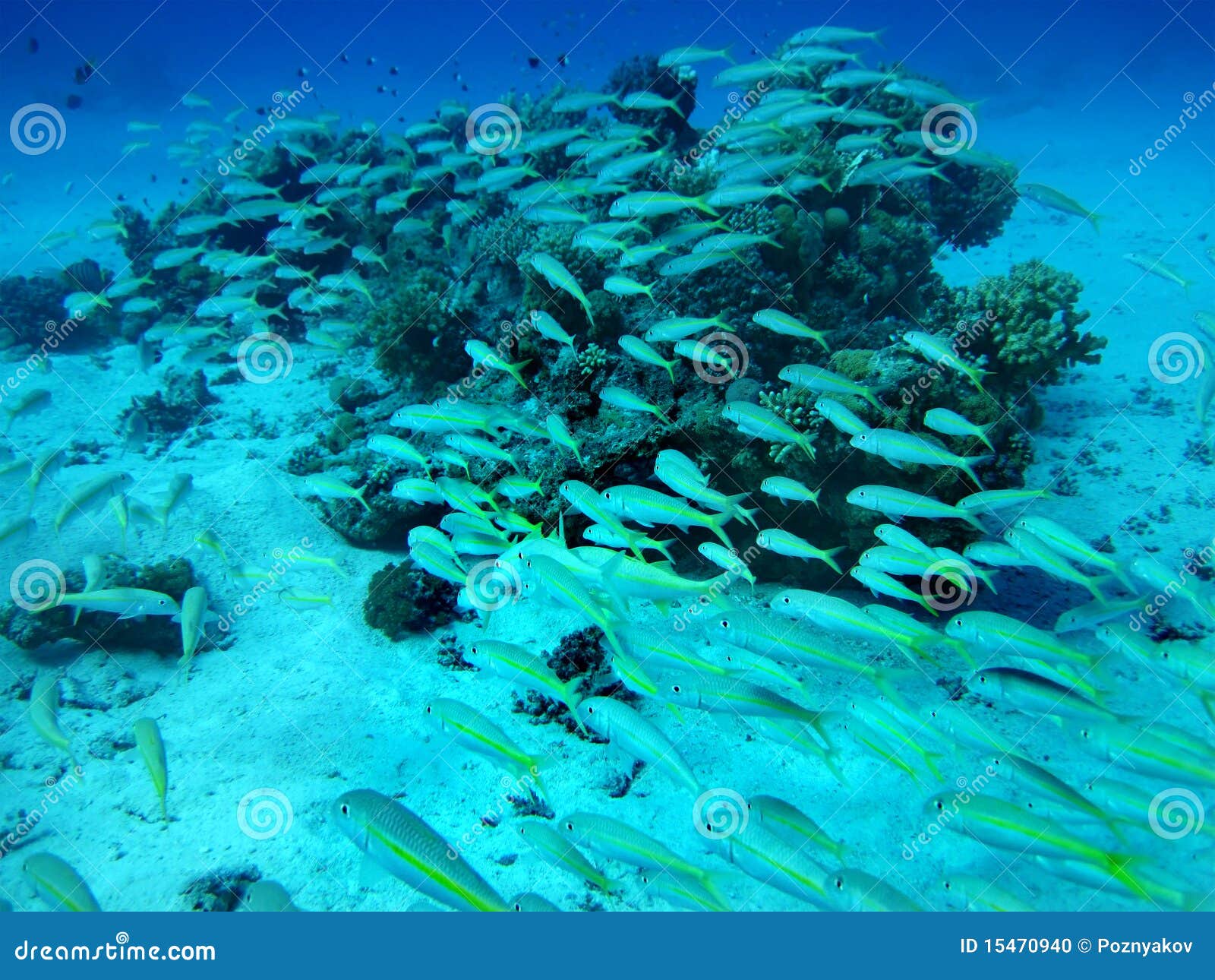 Group of Coral Fish in Water. Stock Photo - Image of heap, color: 15470940