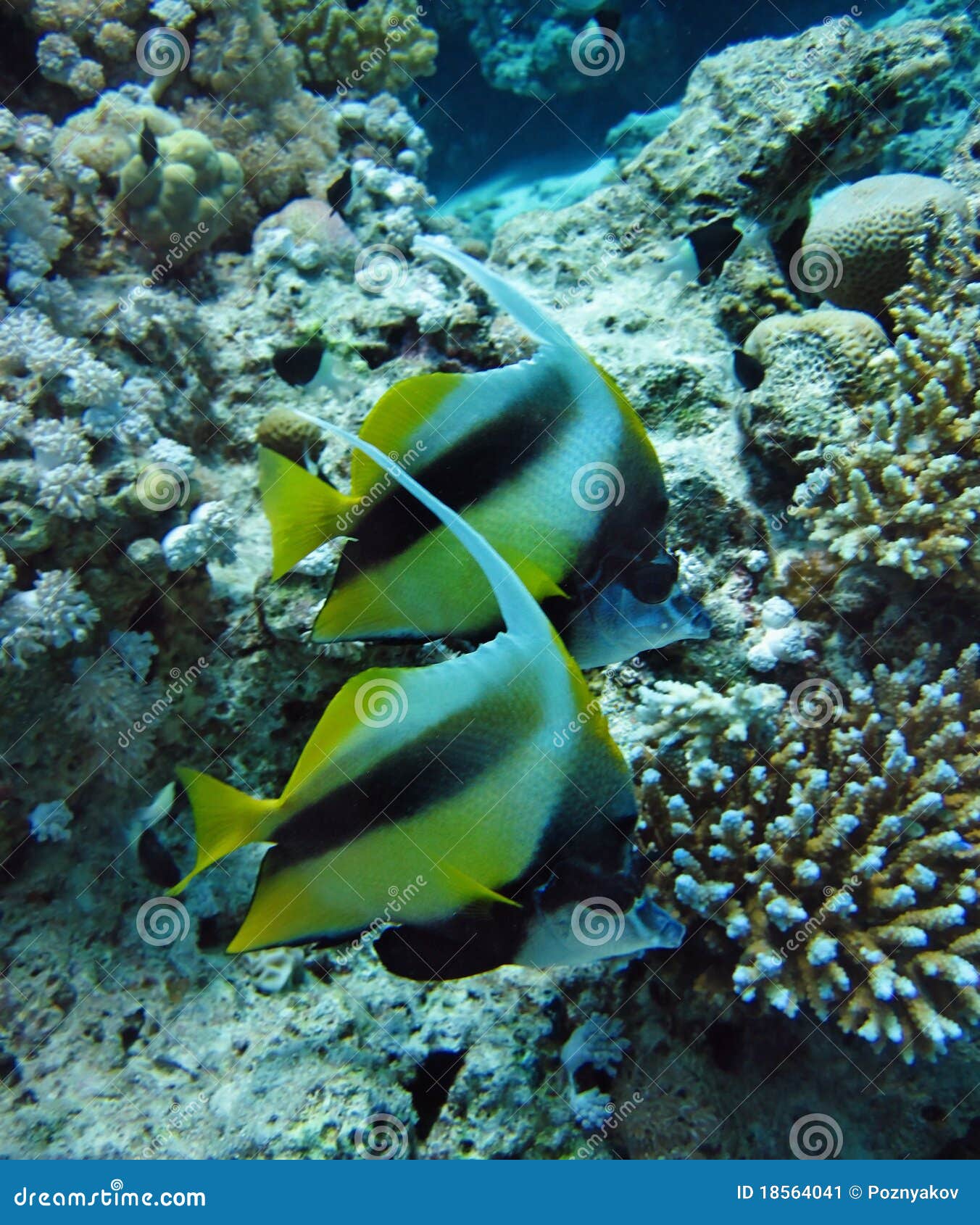Group of Coral Fish in Water. Stock Image - Image of actinia, natural ...