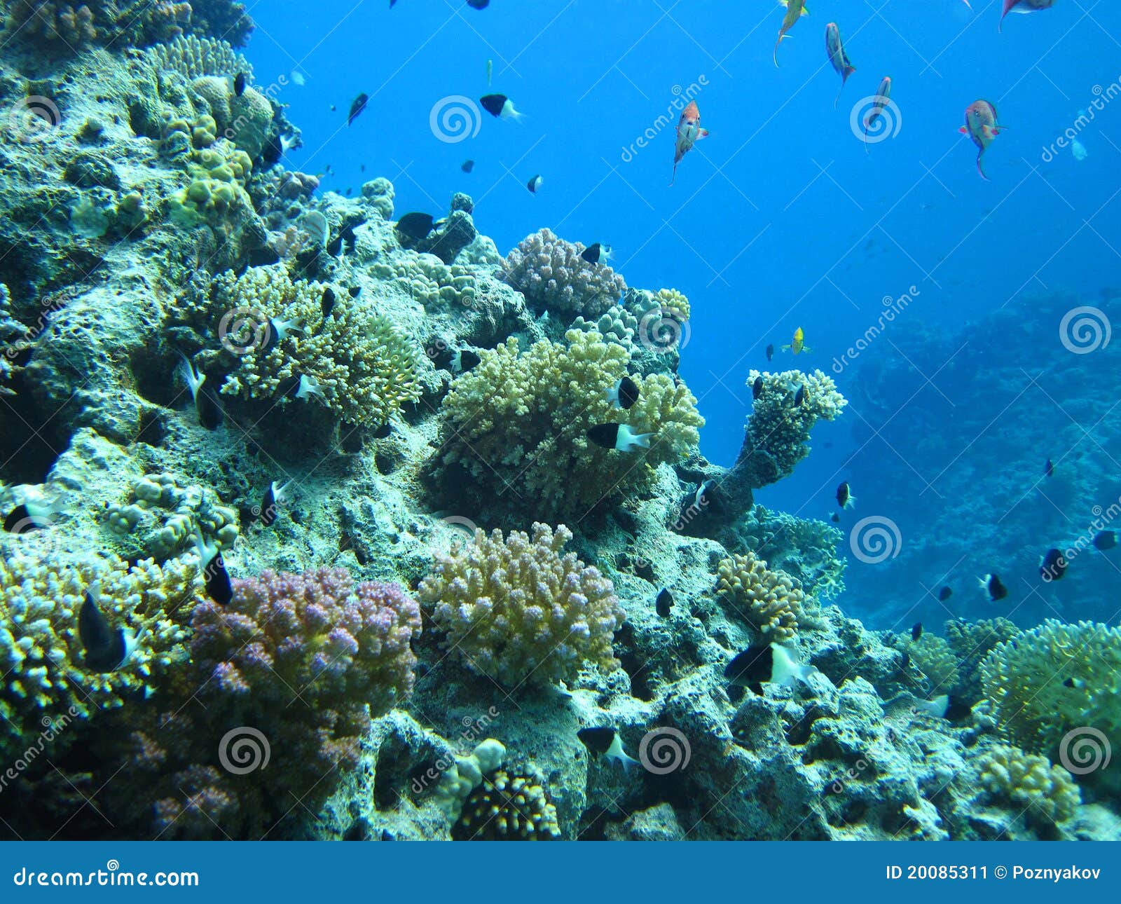 Group of Coral Fish in Water. Stock Image - Image of reef, deep: 20085311