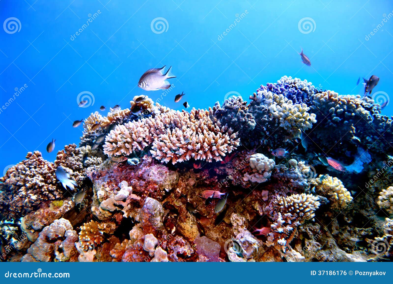 Group of coral fish water. stock photo. Image of background - 37186176