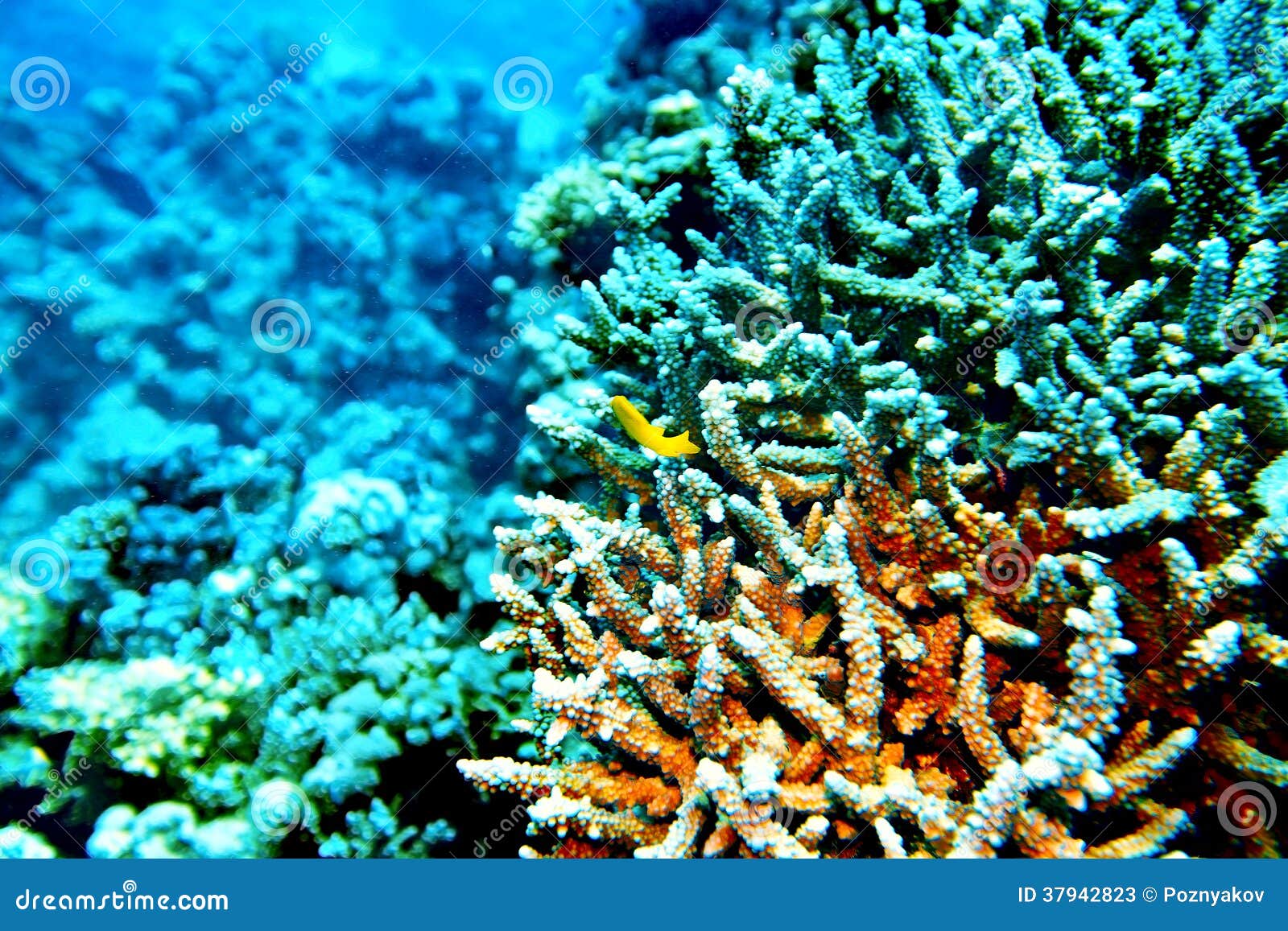 Group of coral fish water. stock image. Image of actinia - 37942823