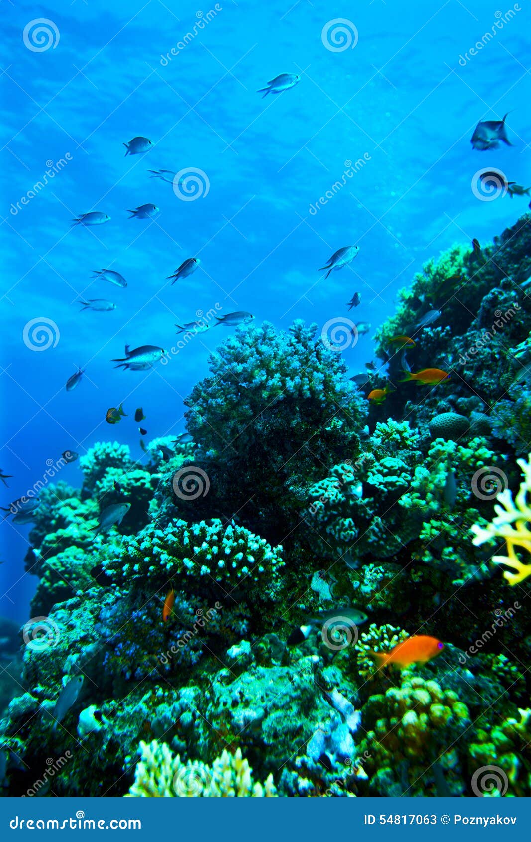 Group of coral fish water stock image. Image of underwater - 54817063