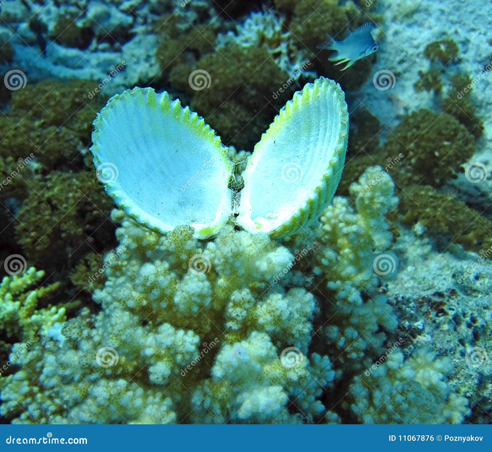 Group of Coral and Seashell in Blue Water. Stock Photo - Image of ...
