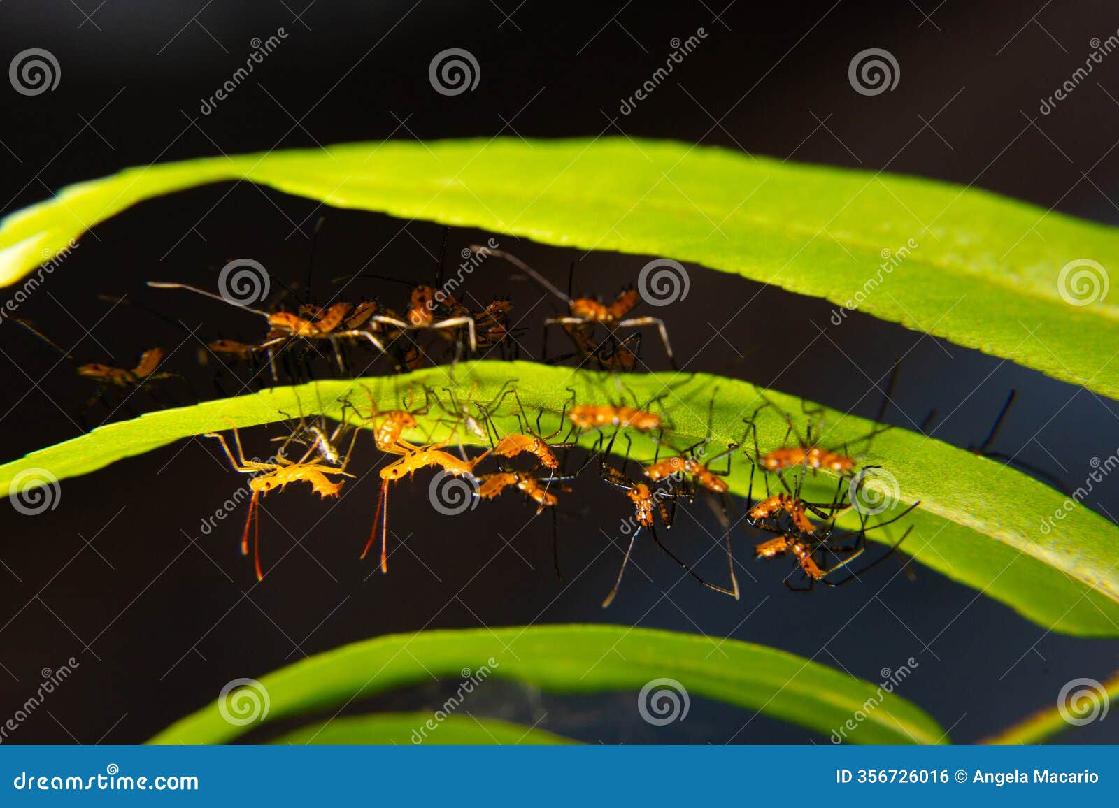 Group of Coreid Stink Bug Nymphs. Stock Photo - Image of biology ...