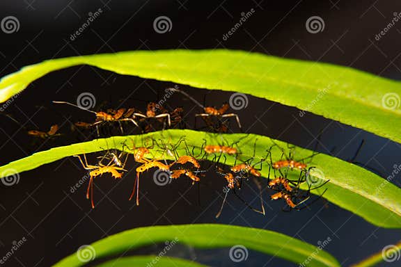 Group of Coreid Stink Bug Nymphs. Stock Photo - Image of biology ...