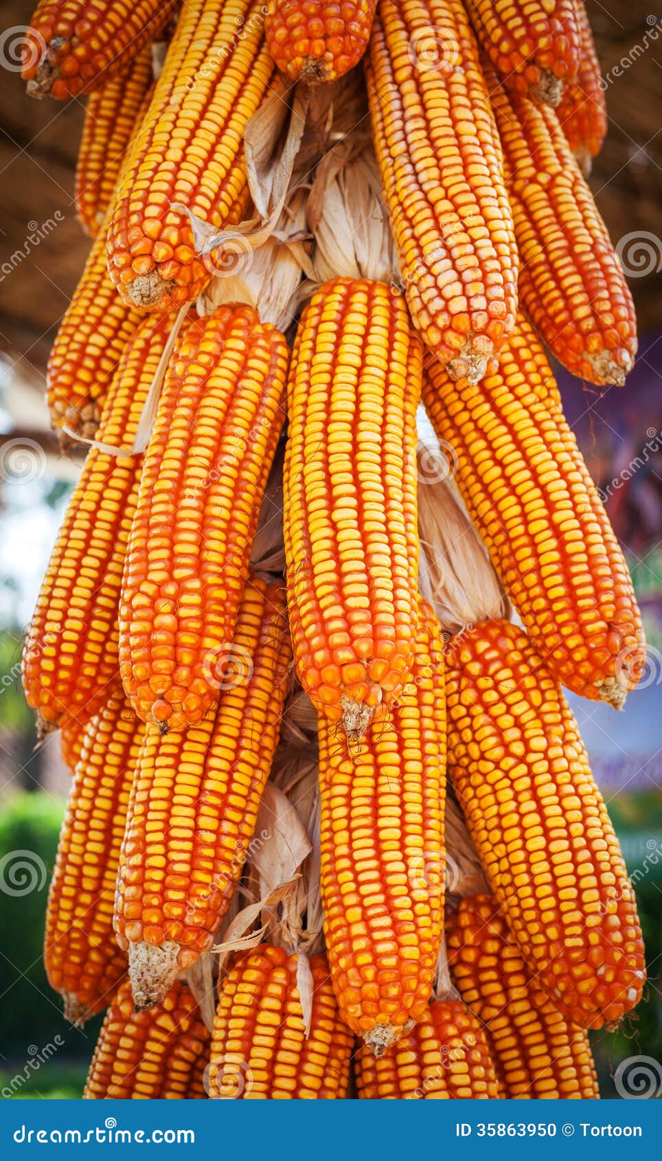 Group Corn Kernels Dry With Fresh Corn In The Full Seed Corn Background ...