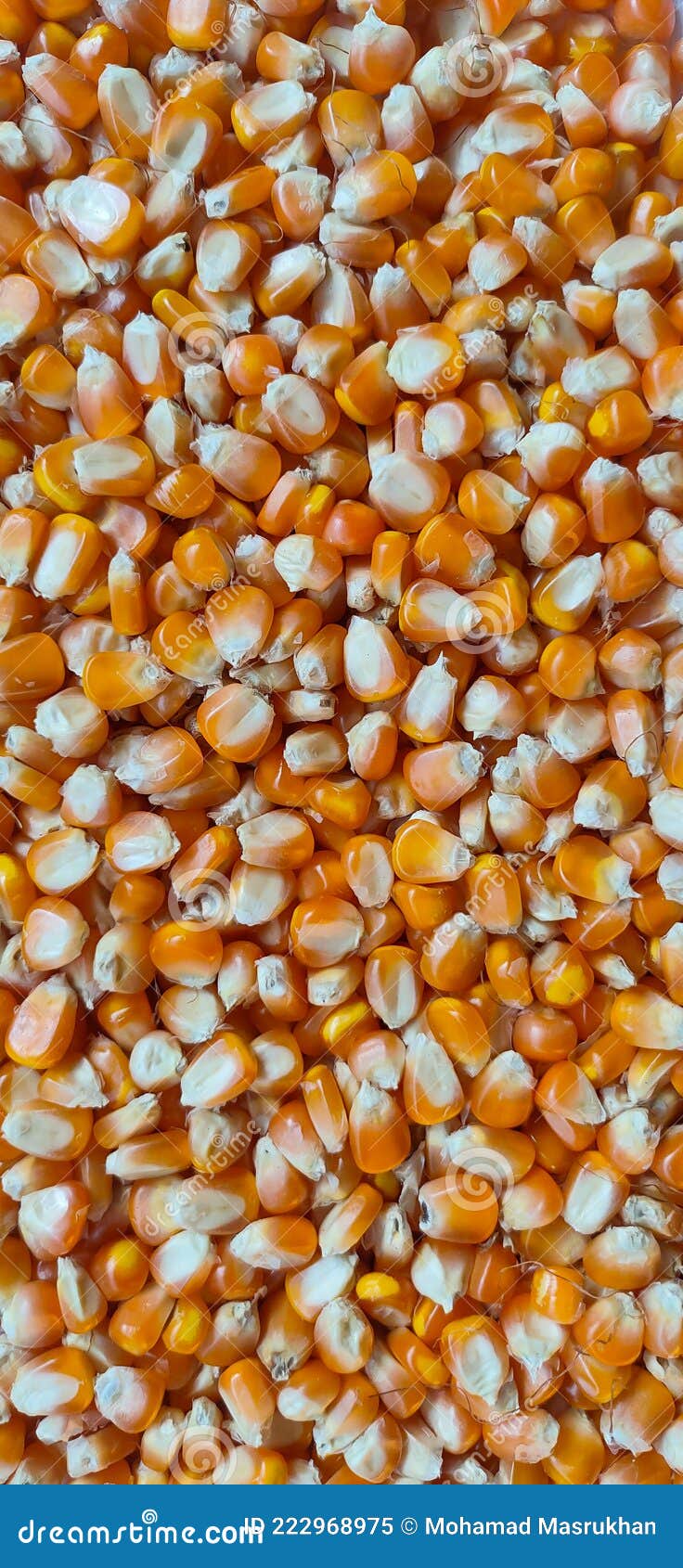 Group of corn seed closeup stock image. Image of cooked - 222968975