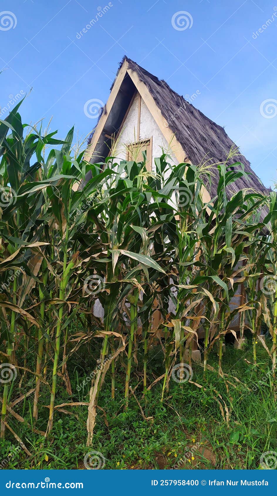 A Group of Corn Trees in the Garden Covering a Traditional House Stock ...