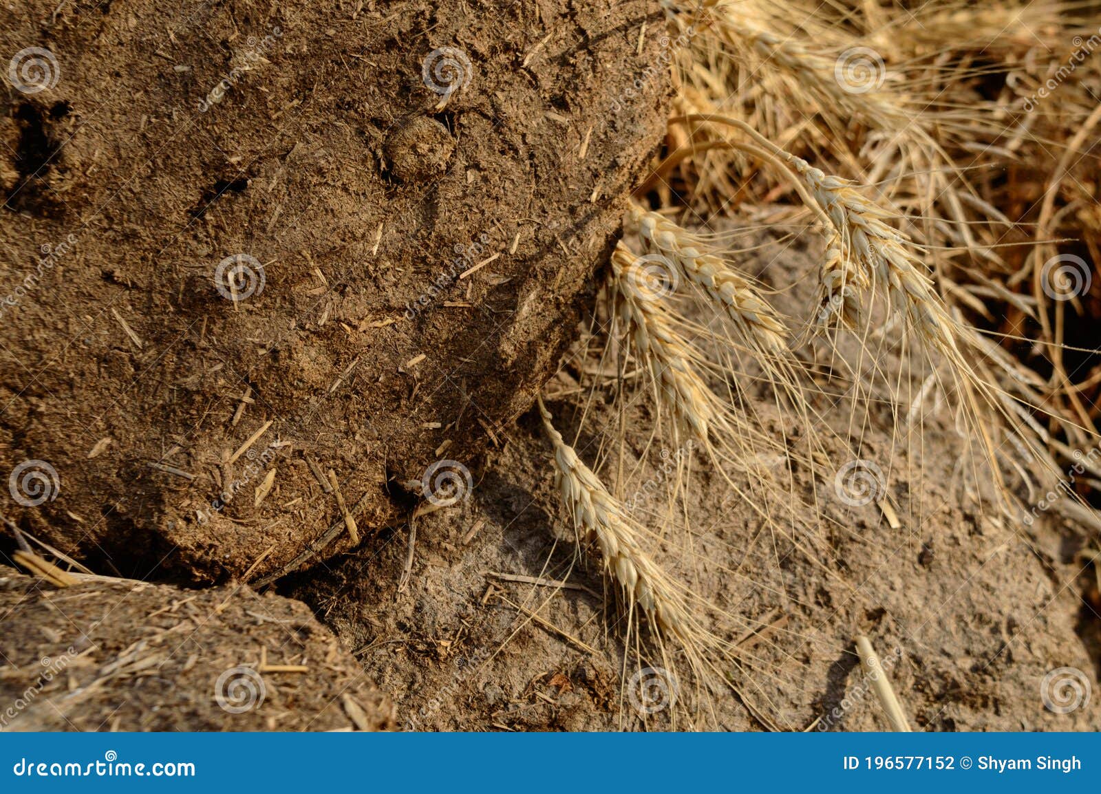 Group of Cow Dunk with Indian Wheat Isolated on Field Stock Photo ...