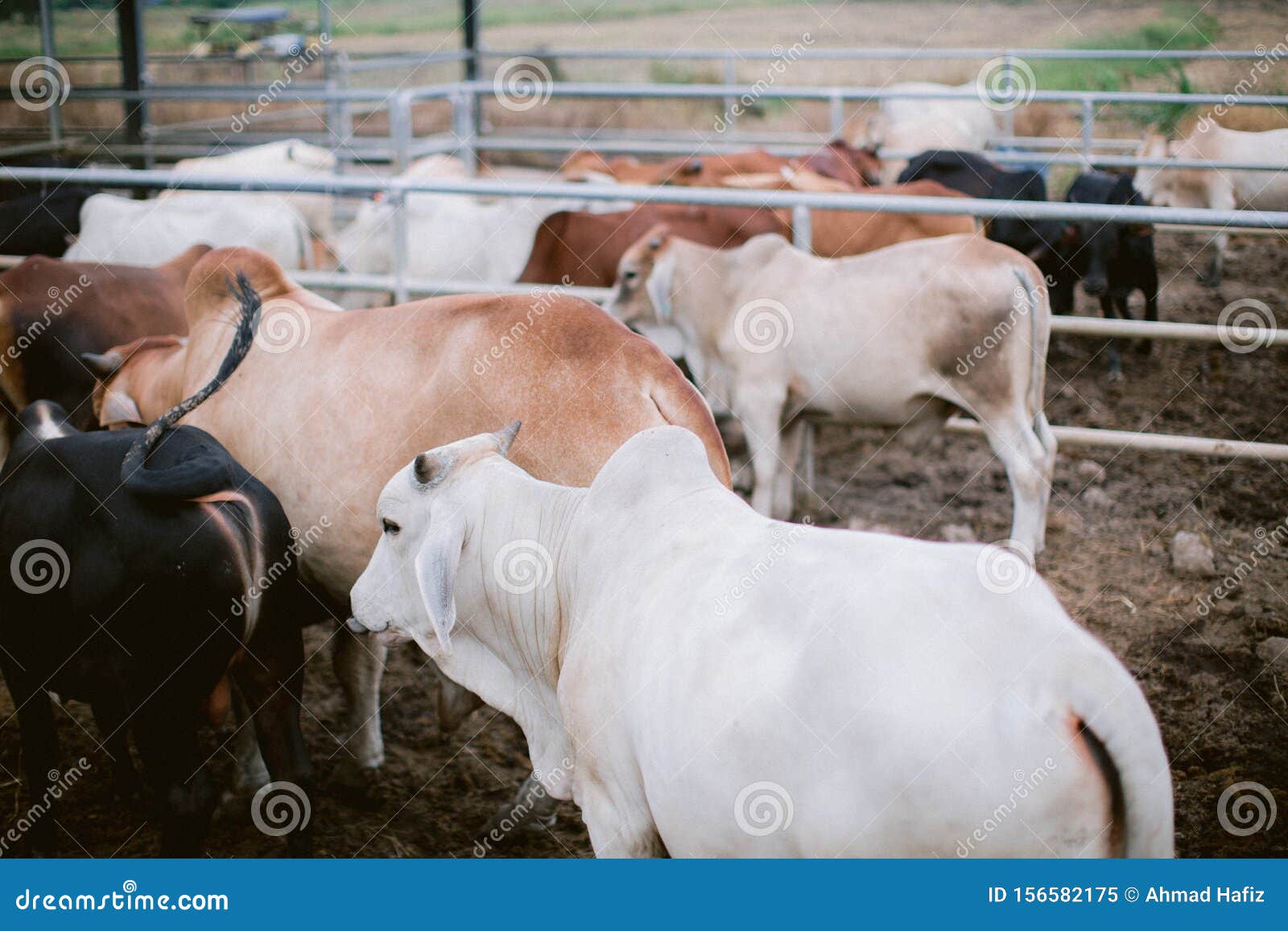 A group of cow in the farm stock image. Image of dana - 156582175