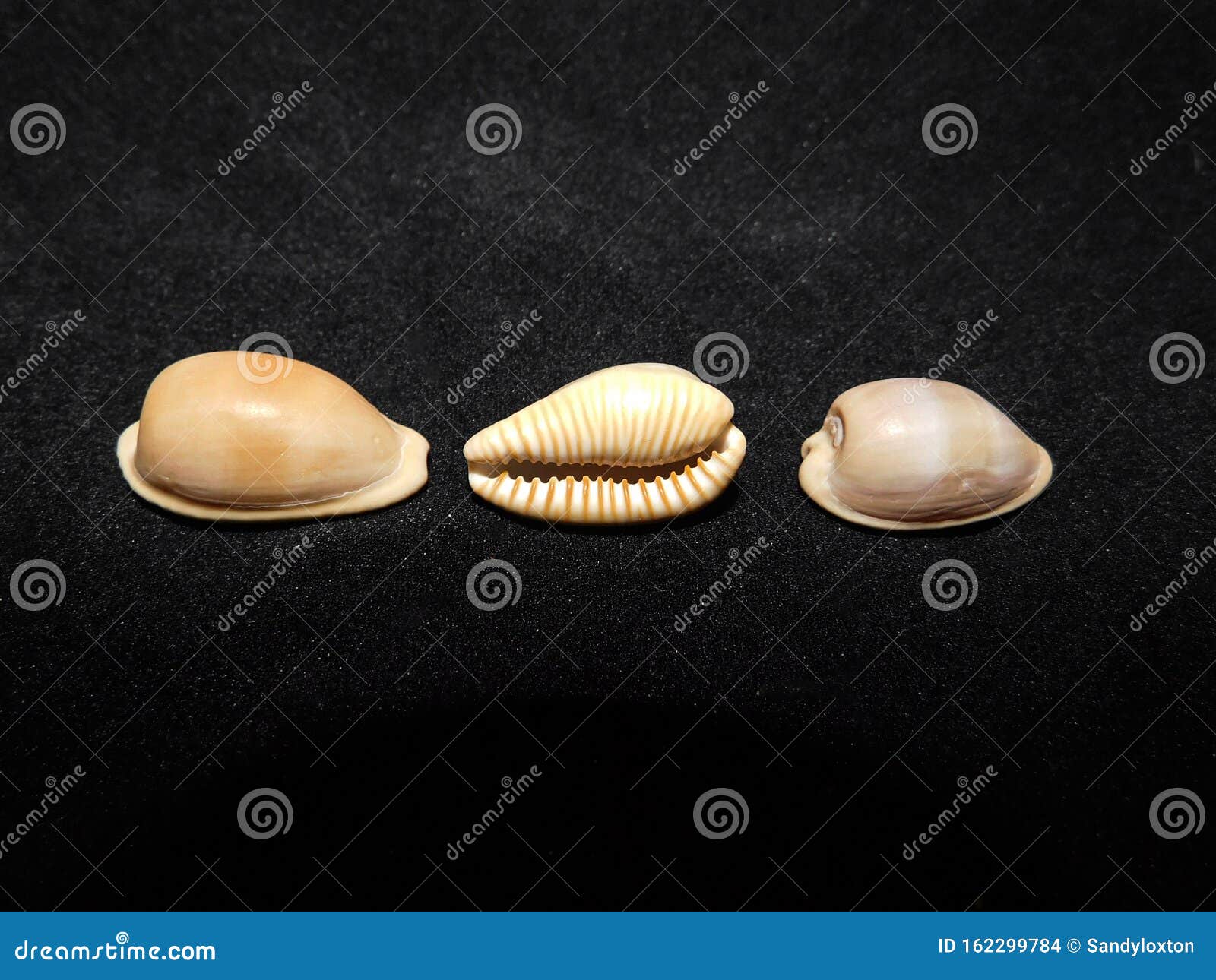 A group of Cowrie Shells stock photo. Image of coastline - 162299784