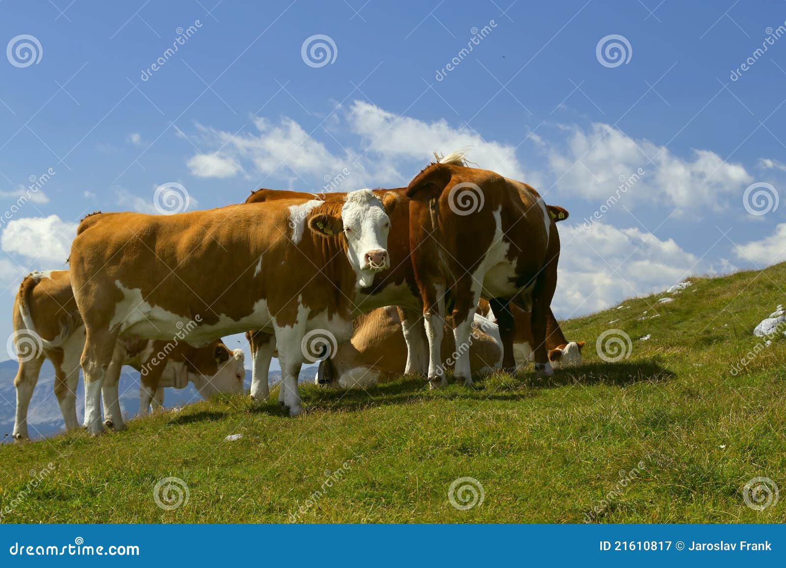 The group of cows stock image. Image of meadow, eating - 21610817