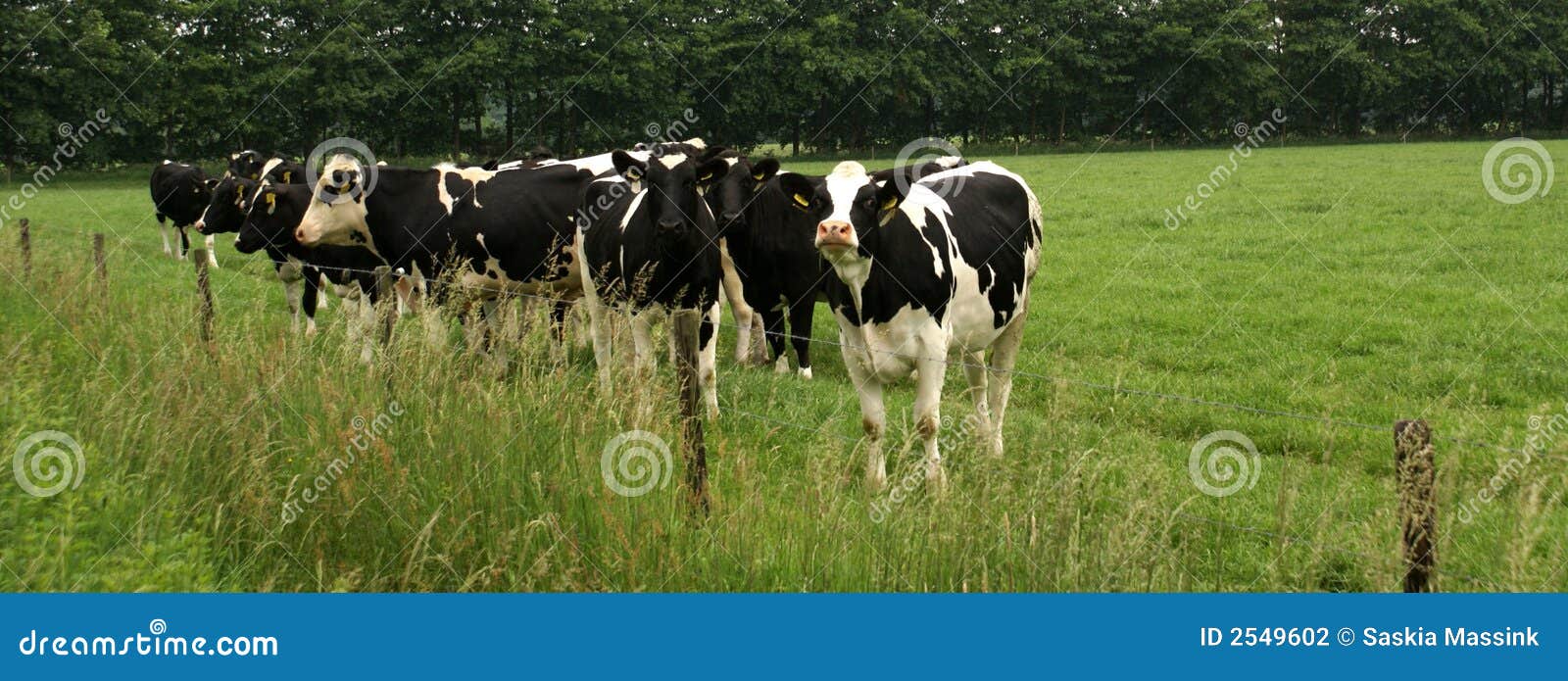 Group of cows. stock photo. Image of group, white, cows - 2549602