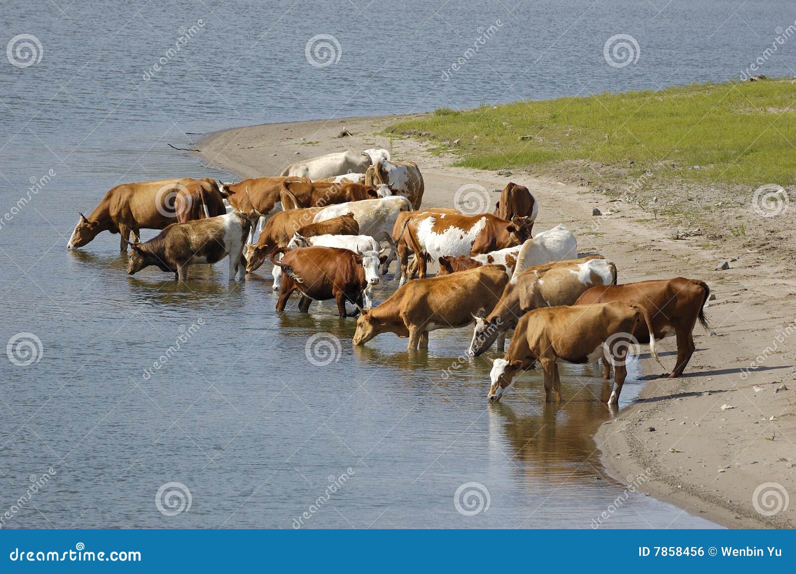 A group of cows stock photo. Image of lake, park, scenery - 7858456