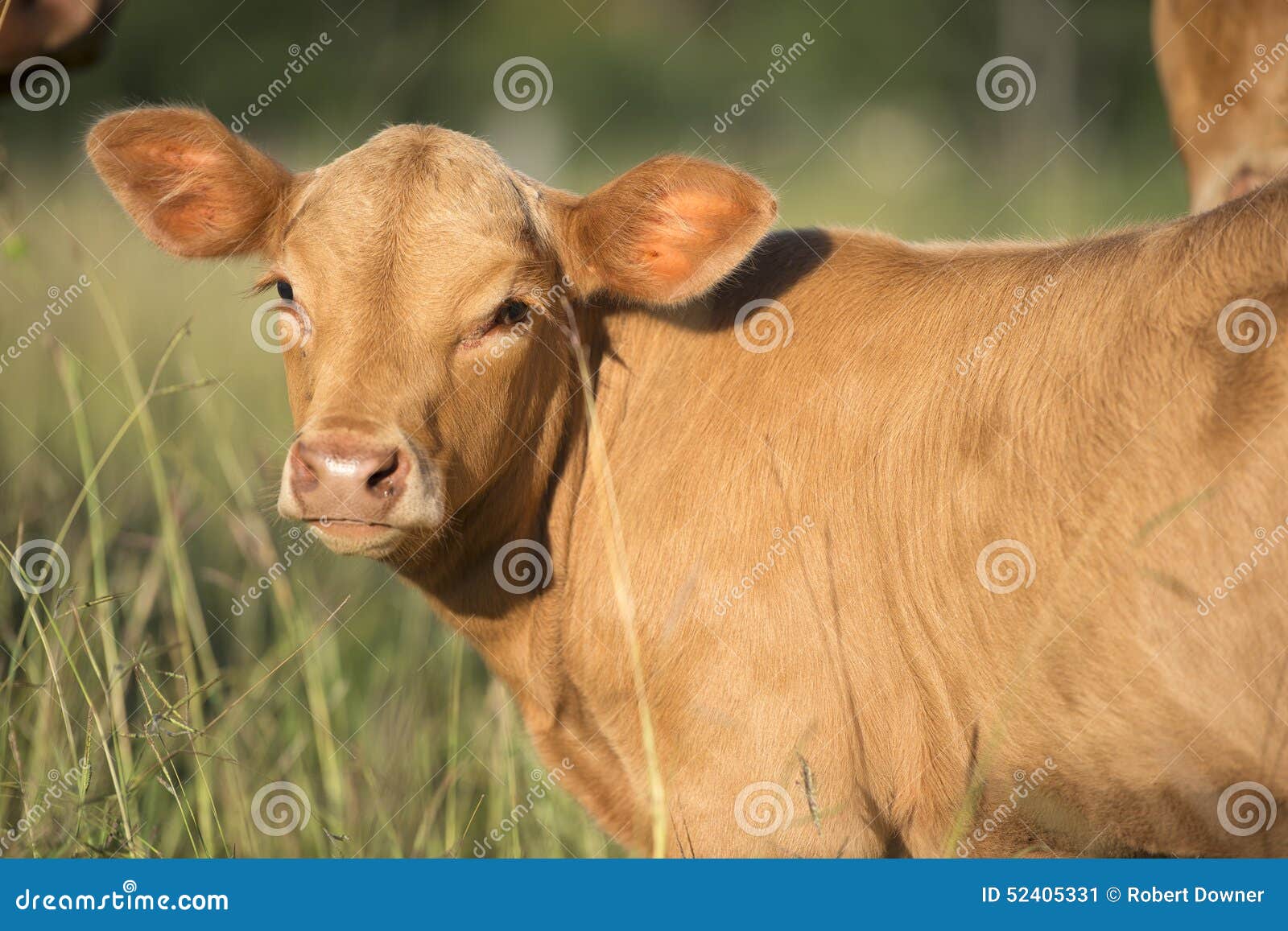 Cows. The Baby Cow Is Playing With The Mother Cow. Herbivorous Animals ...