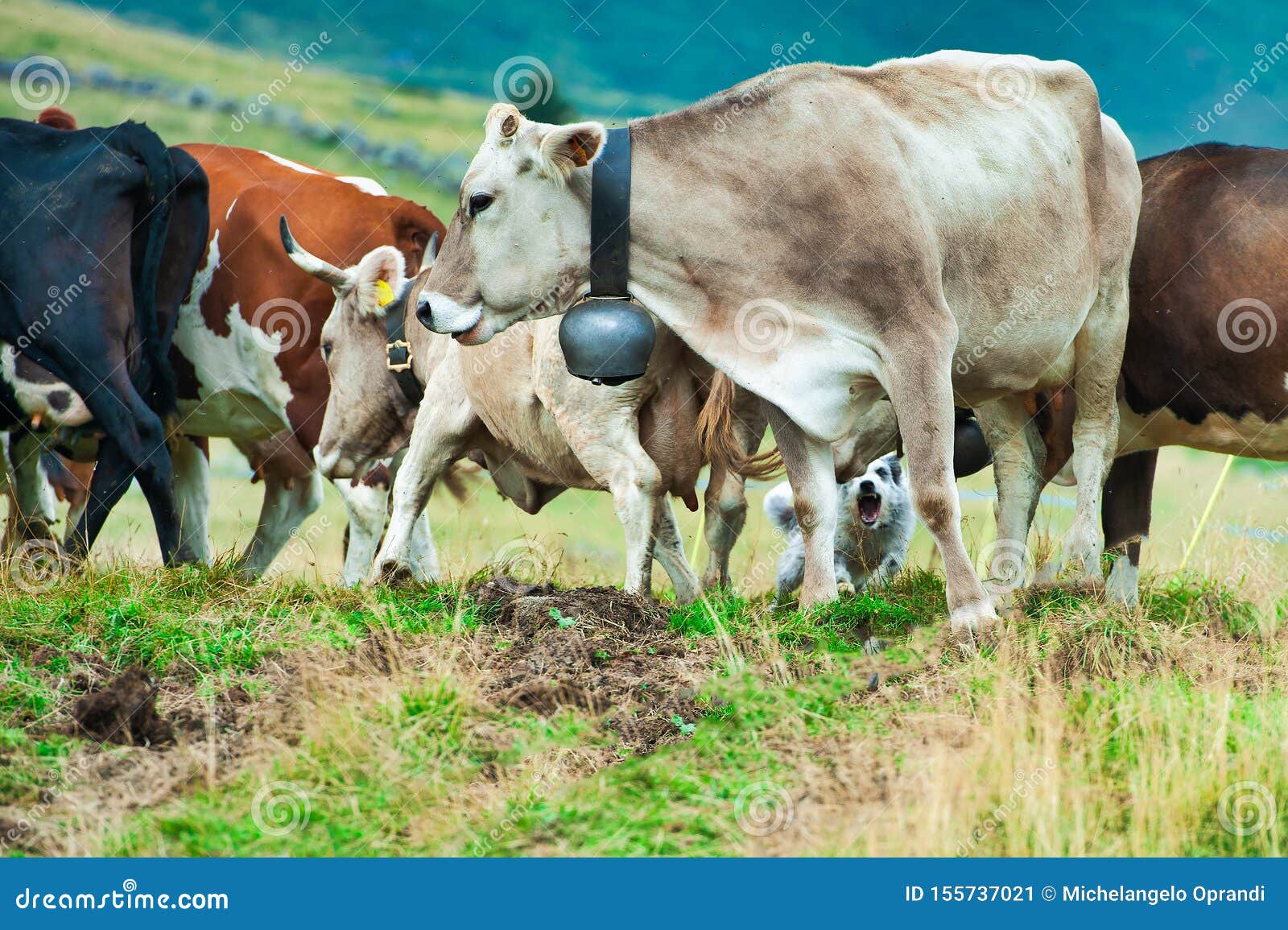 Group Of Cows. Stock Photography | CartoonDealer.com #166294478