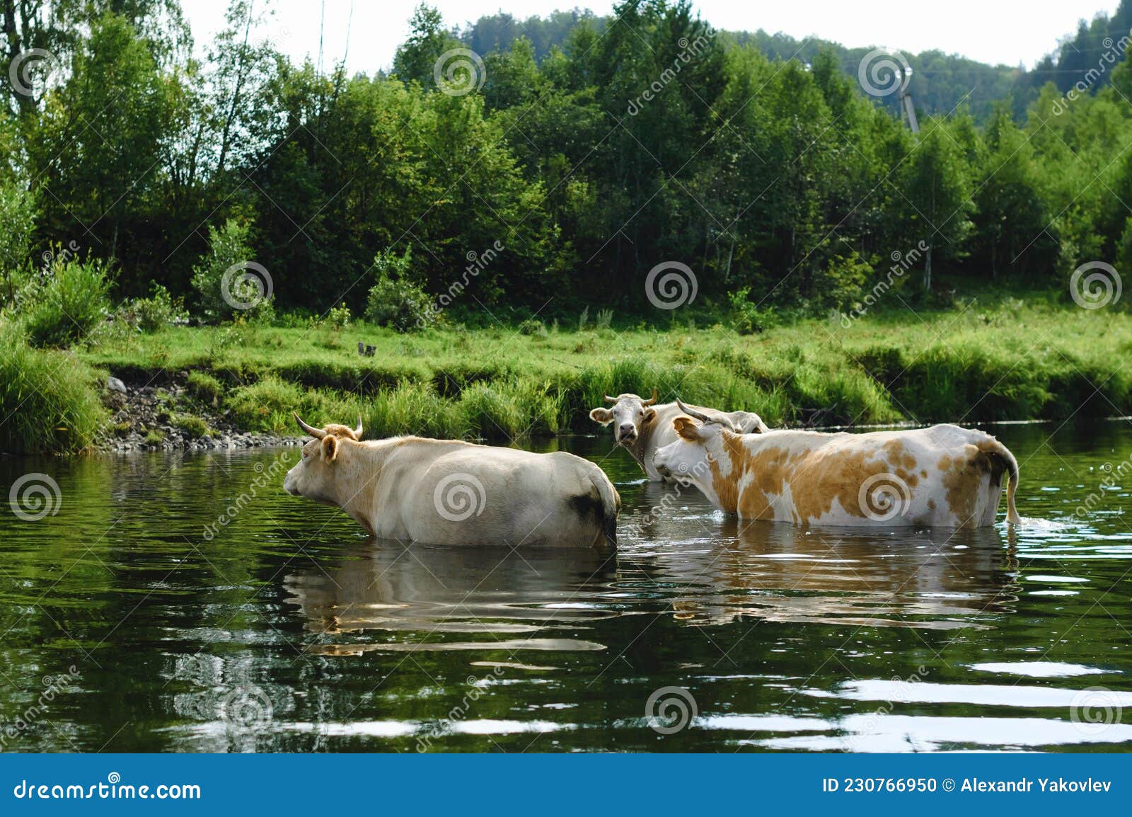 A Group of Cows Cross a River Ford in an Unknown Part of the Planet ...
