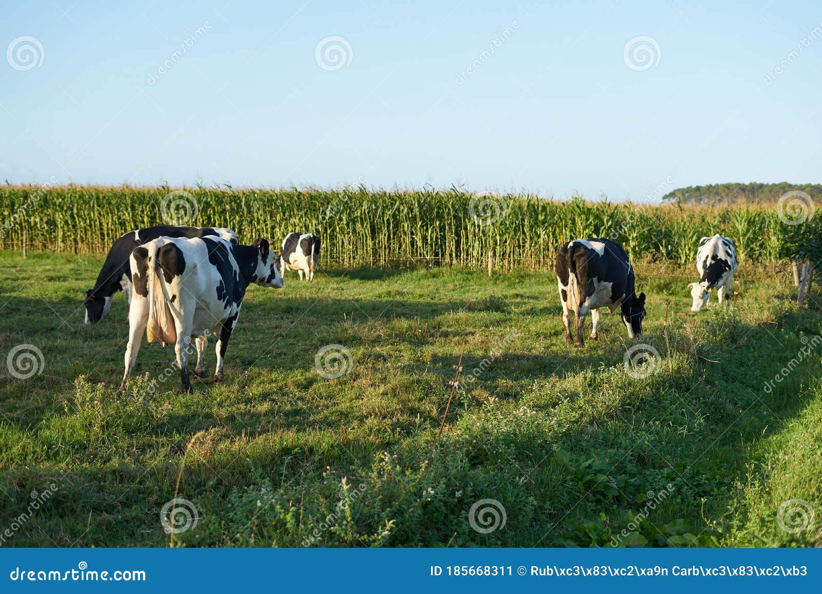Group of Cows Eating on a Farm in Galicia, Spain Stock Image - Image of ...