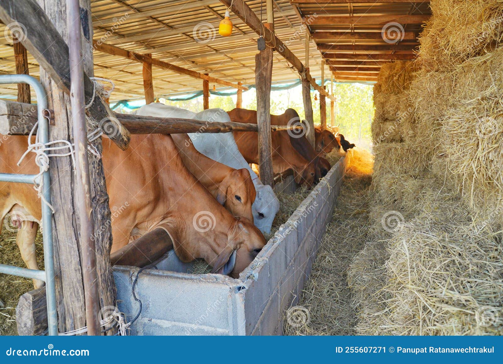 A Group of Cows Eating Haystack in the Barn. Cows Farm. Stock Image ...