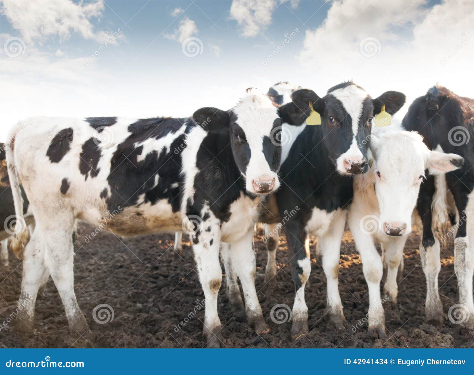 Group of cows stock photo. Image of ranch, heaven, tame - 42941434