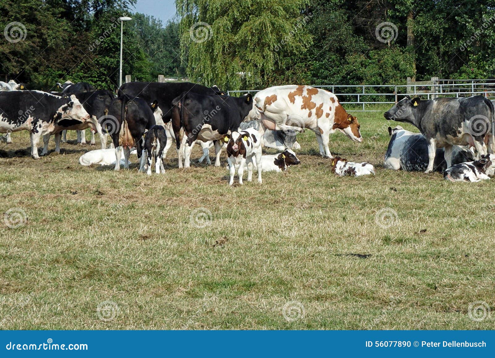 Group of cows stock photo. Image of animals, nature, cows - 56077890