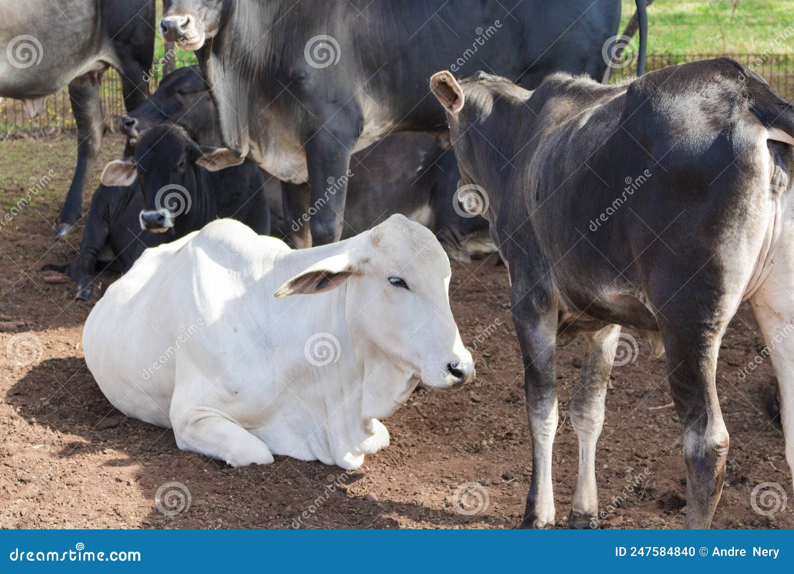 Group of Cows on Farm in a Sunny Day. White Nelore Cattle Stock Photo ...