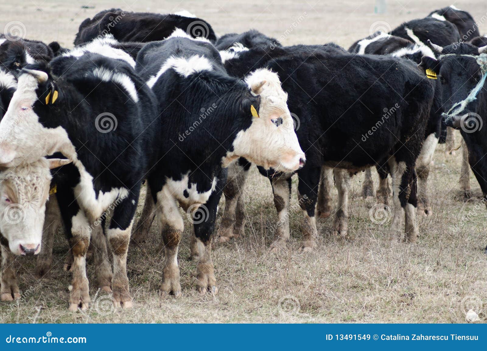 Group of cows on the field stock image. Image of dirty - 13491549