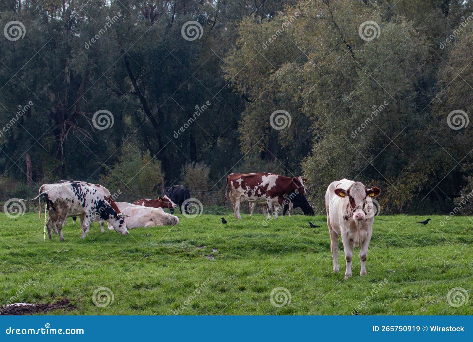 Group of cows in the field stock image. Image of nature - 265750919