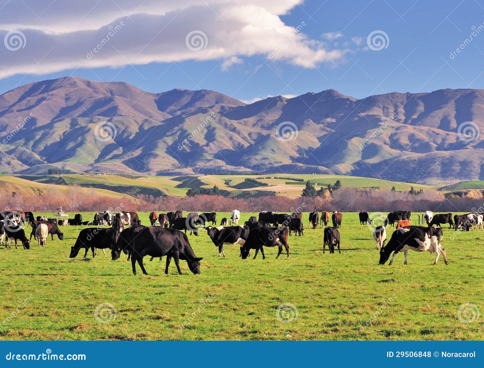 Herd of Cows in a Field stock photo. Image of blue, animals - 29506848