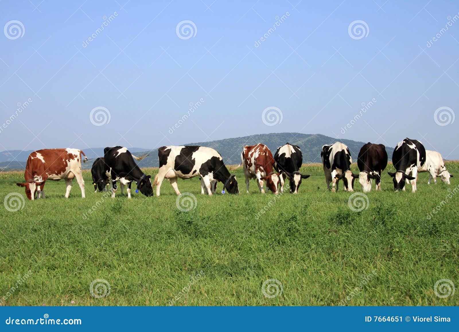 Group of cows grazing stock image. Image of ranch, blue - 7664651